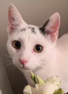 BOBBY • Chat d’oc