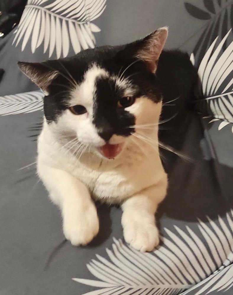 COUCOU • Chat d’oc