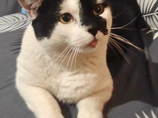 COUCOU • Chat d’oc