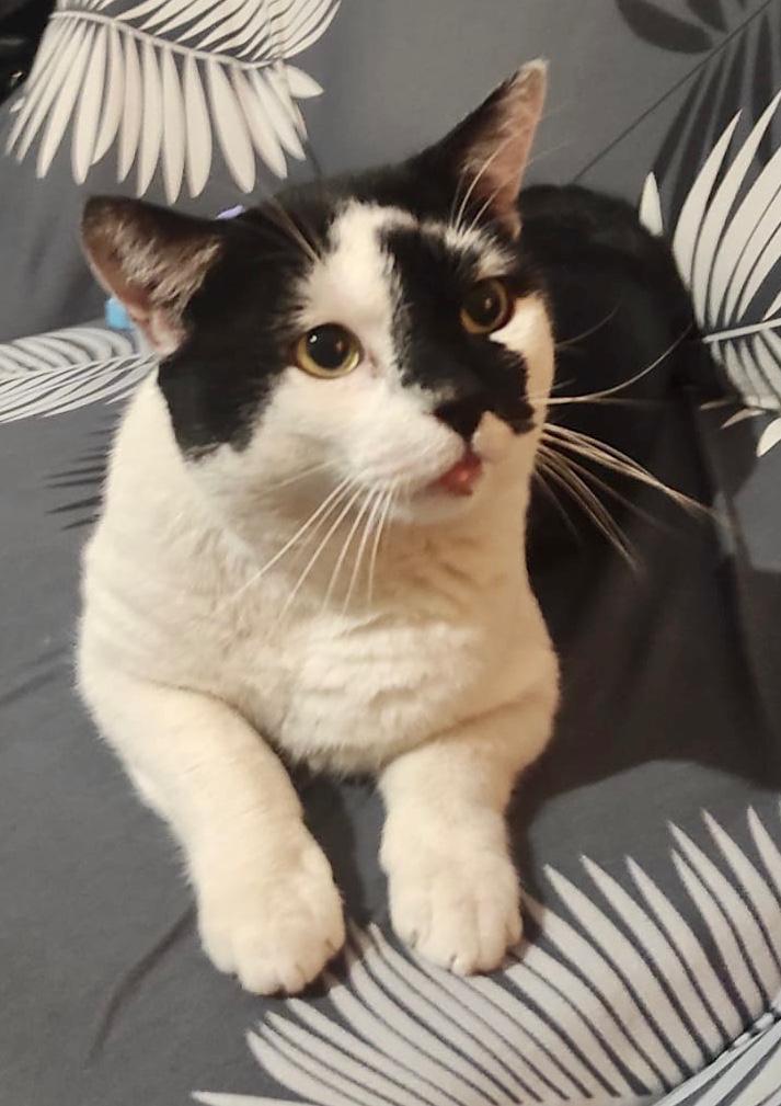 COUCOU • Chat d’oc